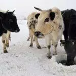 البقرة البسيطة: وصف لأفضل 7 الصخور القزم وشعبتها في روسيا 5794_8