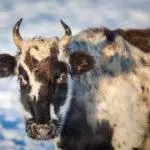 البقرة البسيطة: وصف لأفضل 7 الصخور القزم وشعبتها في روسيا 5794_9