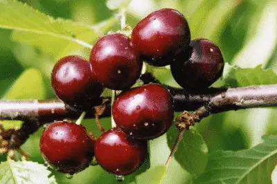 Cherry û Cherry Hybrid