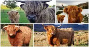 Descripción de las razas de vacas escocesas, sus características y cuidado de los montañes.