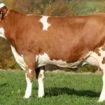 Sychevskaya pasmina krava: Opis i karakteristike, pravila sadržaja 5796_12