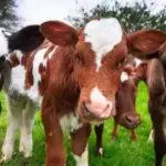 سائچوکیا کی گایوں کی نسل: تفصیل اور خصوصیات، مواد کے قوانین 5796_13