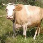 Cychevskay ଗା cows ର ପ୍ରଜନନ କରେ: ବର୍ଣ୍ଣନା ଏବଂ ବ characteristics ଶିଷ୍ଟ୍ୟ, ବିଷୟବସ୍ତୁ ନିୟମ | 5796_2