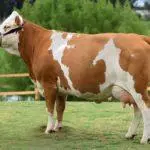 Sychevskaya breed ng cows: paglalarawan at mga katangian, mga panuntunan sa nilalaman 5796_3