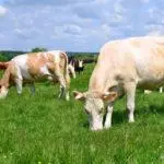 Cychevskay ଗା cows ର ପ୍ରଜନନ କରେ: ବର୍ଣ୍ଣନା ଏବଂ ବ characteristics ଶିଷ୍ଟ୍ୟ, ବିଷୟବସ୍ତୁ ନିୟମ | 5796_4