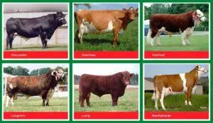 Características y nombres de las mejores razas de carne de toros, cómo elegir el engorde.