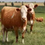 سائچوکیا کی گایوں کی نسل: تفصیل اور خصوصیات، مواد کے قوانین 5796_6