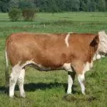 Cychevskay ଗା cows ର ପ୍ରଜନନ କରେ: ବର୍ଣ୍ଣନା ଏବଂ ବ characteristics ଶିଷ୍ଟ୍ୟ, ବିଷୟବସ୍ତୁ ନିୟମ | 5796_8