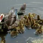 ვინ იკვეთება ducklings საწყისი duck: შეიძლება ვირთხა ჭამა chick და როგორ უნდა მოგვარდეს 5798_4