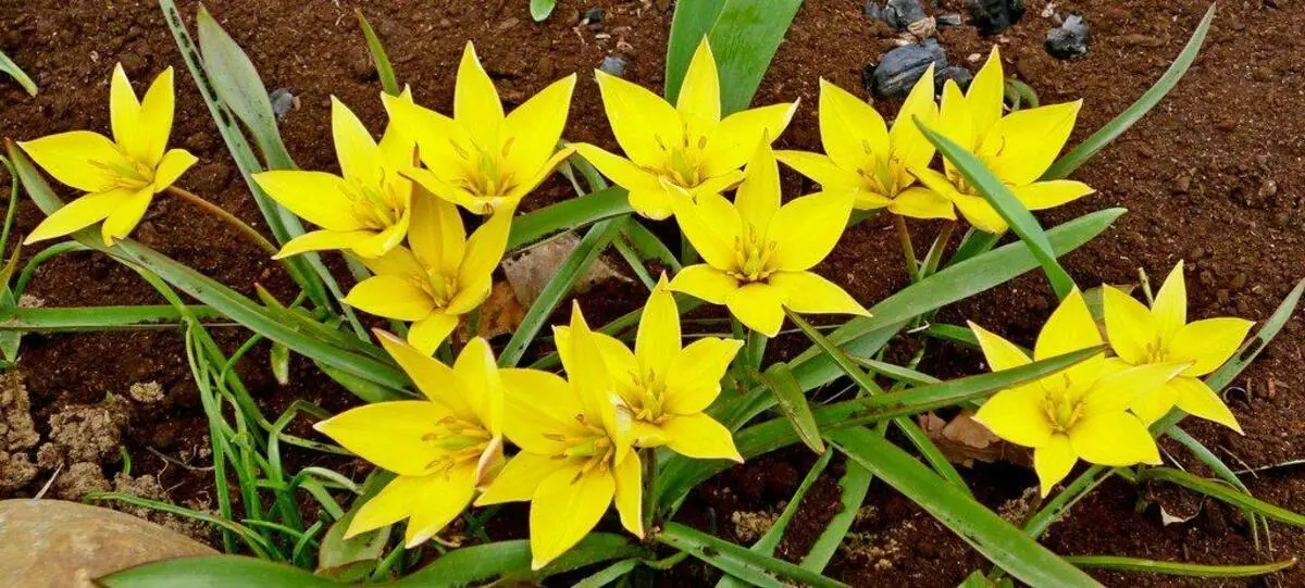 Tulipani botanici: descrizione di varietà, atterraggio e cura con foto