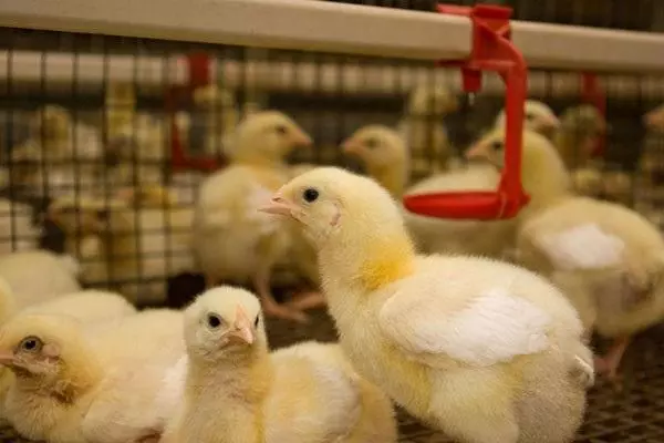 Poulet dans un incubateur