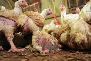 Symptômes de coccidiose chez les poulets et les meilleurs traitements, mesures de prévention