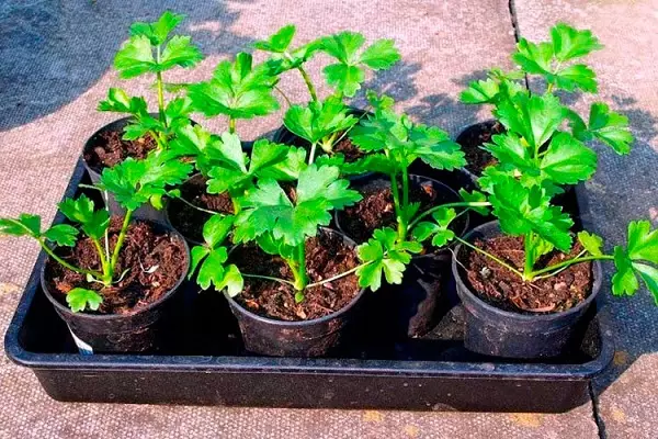 An gama seedlings
