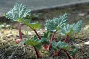 Me yasa bushewar rhubarb: Cututtuka da kwari da yadda za a rabu da su