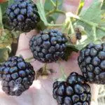 BlackBerry Orejd: ការពិពណ៌នាអំពីភាពខុសគ្នានៃភាពខុសគ្នានិងលក្ខណៈ, ការចុះចតនិងការលូតលាស់ 5806_11