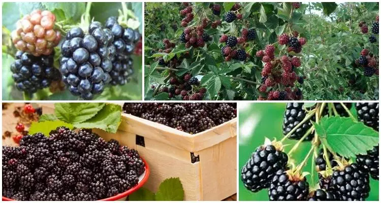 ទូរស័ព្ទ BlackBerry Ogej