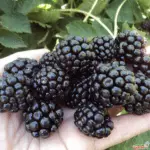 BlackBerry Orejd: ការពិពណ៌នាអំពីភាពខុសគ្នានៃភាពខុសគ្នានិងលក្ខណៈ, ការចុះចតនិងការលូតលាស់ 5806_3