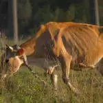 EMERIESE CRS: Patogeen en simptome, metodes van behandeling en voorkoming 5808_8