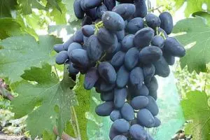 ລາຍລະອຽດແລະຄຸນລັກສະນະຂອງ Grapes Academician (ຄວາມຈໍາ Jenseyeva), ຄວາມແປກຂອງການປູກຝັງແລະປະຫວັດສາດ