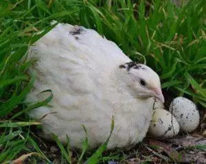 Description of quails of the Texas breed and their breeding at home