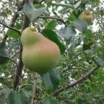 Behandling av pærejern Kraftig sommer: Fordeler og ulemper, hvordan å avle 5810_4