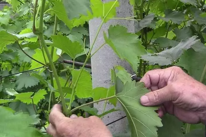 Steying Grapes.