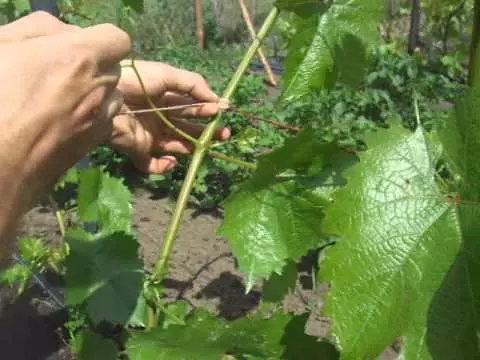 Steying grapes