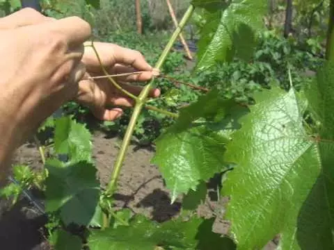 Steying Grapes.