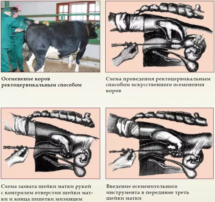 وصف طريقة التأمين في التلقيح من الأبقار والأدوات والمخطط