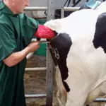 Método visocervical de vacas insemination: Descrição, ferramentas e esquema 5821_11