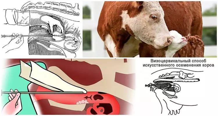 Visocerevisk metode til såning af køer