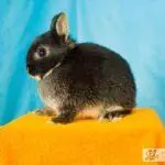 Rabbit Minor: Paglalarawan at katangian ng lahi, mga kalamangan at kahinaan ng nilalaman 5822_1