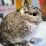 ウサギのマイナー：品種の説明と特徴コンテンツの特性、長所と短所 5822_6