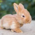Thỏ nhỏ: mô tả và đặc điểm của giống, ưu và nhược điểm của nội dung 5822_7