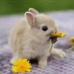 Rabbit Minor: Priskribo kaj karakterizaĵoj de la raso, avantaĝoj kaj malavantaĝoj de la enhavo 5822_8