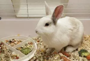 Vilken croup kan inte ges till kaniner, fördelar och skador på olika arter
