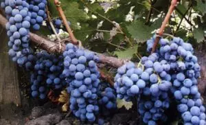 Descrição e características das variedades de uva Cabernet Sauvignon, regiões para regras de crescimento e desembarque