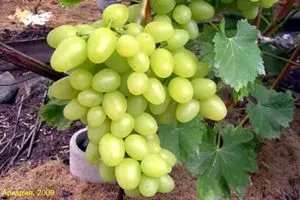 Arcadijos vynuogių aprašymas ir derliaus, iškrovimo ir priežiūros ypatybės