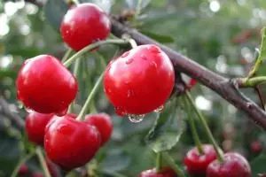 Description and List of best varieties of cherry for the Leningrad Region