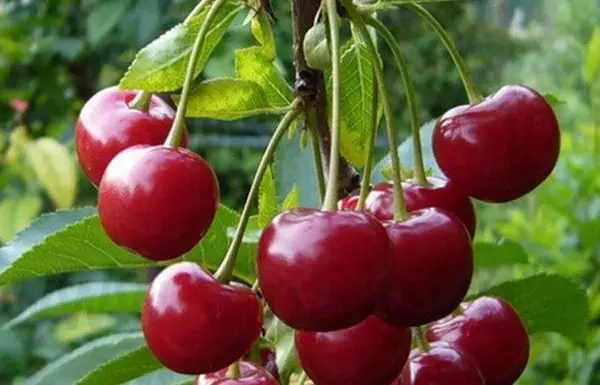 Cherry backry