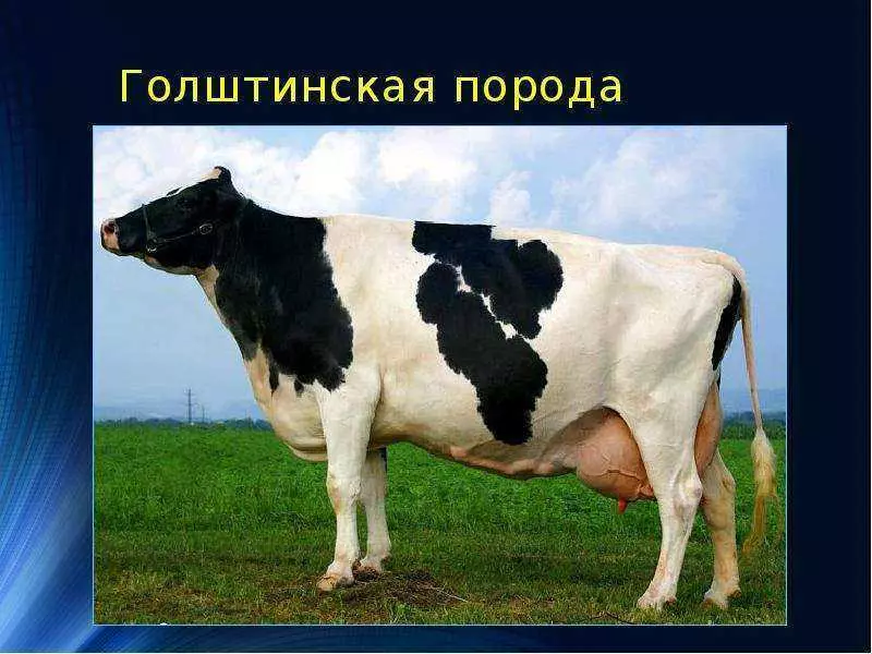 Holsteino Frisian Cow نەسىللىك