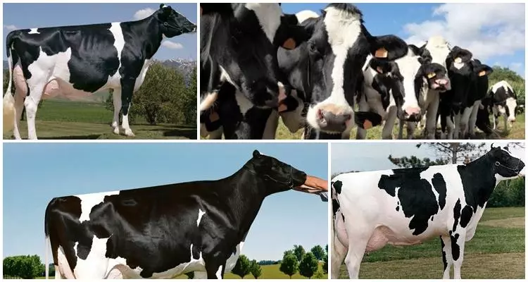 Holsteino Frisian Cow نەسىللىك