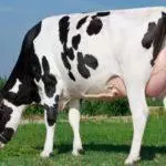 Brîd o wartheg Holstein-frisian: Disgrifiad a Nodweddion, Cynnwys 5835_4