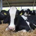 Pórú Holstein-Freaslainnis Fíochlainn: Cur síos agus saintréithe, ábhar 5835_8