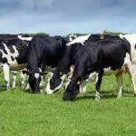Pórú Holstein-Freaslainnis Fíochlainn: Cur síos agus saintréithe, ábhar 5835_9