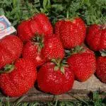 Strawberry Eldorado: Paglalarawan ng iba't at katangian, landing at lumalagong 5836_1