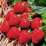 Strawberry Eldorado: sordi ja omaduste kirjeldus, maandumine ja kasvav 5836_2