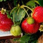 Strawberry Eldorado: Descripció de la varietat i característiques, aterratge i creixement 5836_3