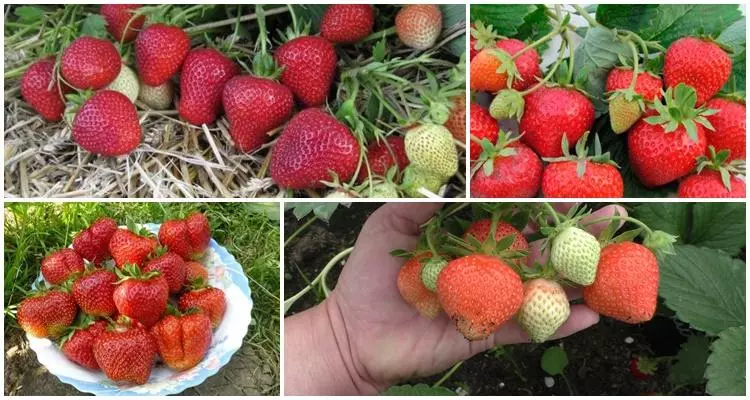 Tele strawberries