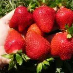 Strawberry Eldorado: Perihalan pelbagai dan ciri-ciri, pendaratan dan pertumbuhan 5836_6
